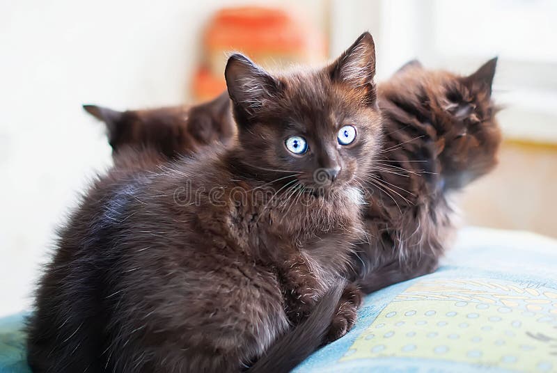 Three Black Kittens Sit Together Inside the House. Beautiful Little ...