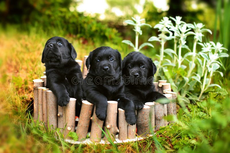Three black Labrador puppy stock photo. Image of park - 73218036