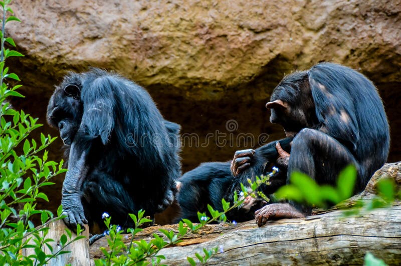 Three Black Monkeys are Sitting on a Log in a Zoo Stock Photo - Image ...