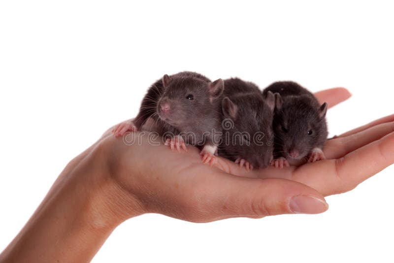 Three black rats stock photo. Image of cute, whisker - 233049164