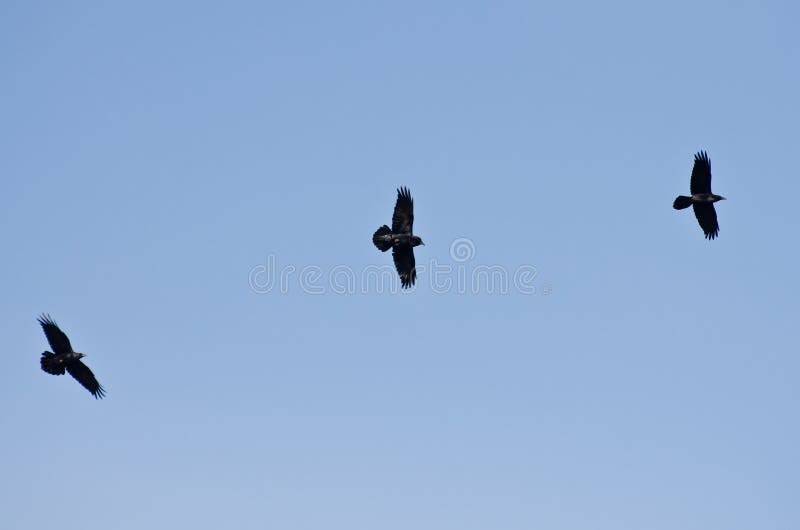 Three Black Ravens Flying in a Blue Sky Stock Image - Image of animal ...