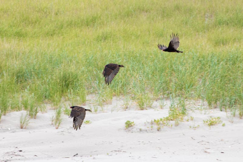 Three Black Ravens Flying on the Beach Stock Photo - Image of black ...