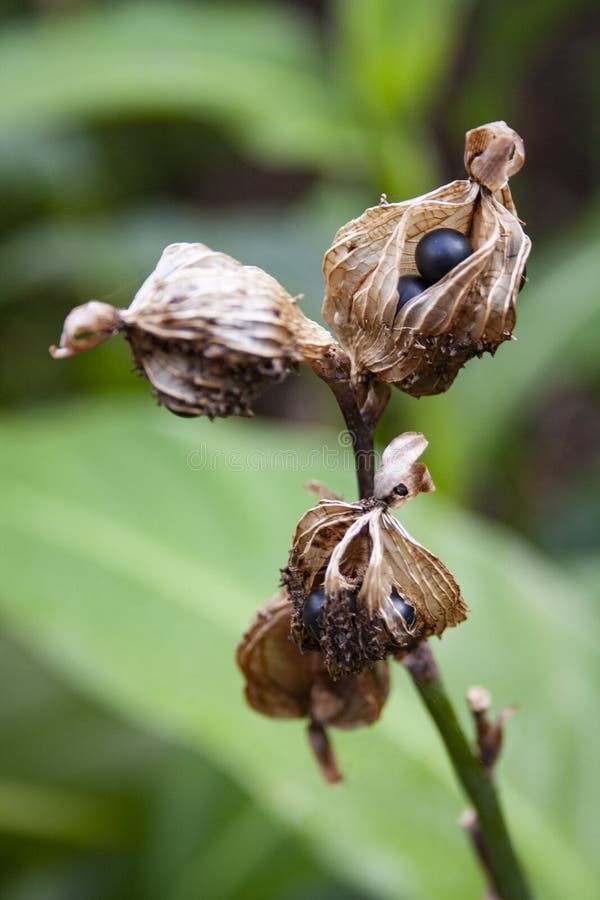 Three black seeds stock image. Image of three, seeds - 141195117