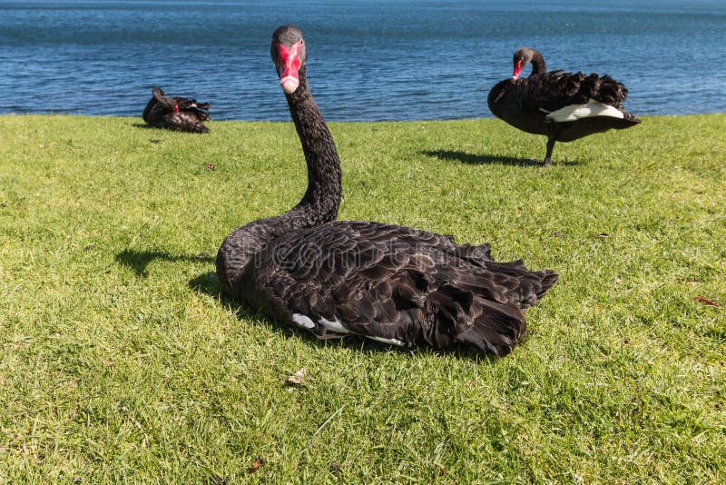 Three black swans stock photo. Image of sunbathing, waterfowl - 45504582