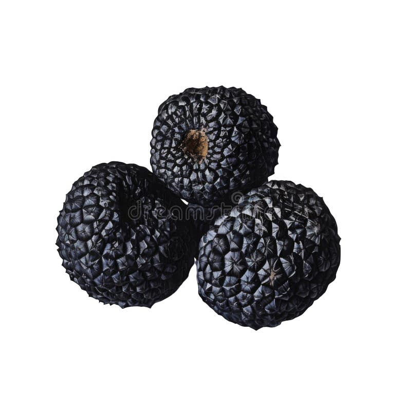 Three Black Truffles on a Black Background Stock Image - Illustration ...