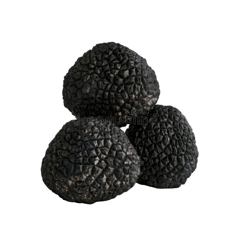 Three Black Truffles, Detailed Surface Texture Stock Illustration ...