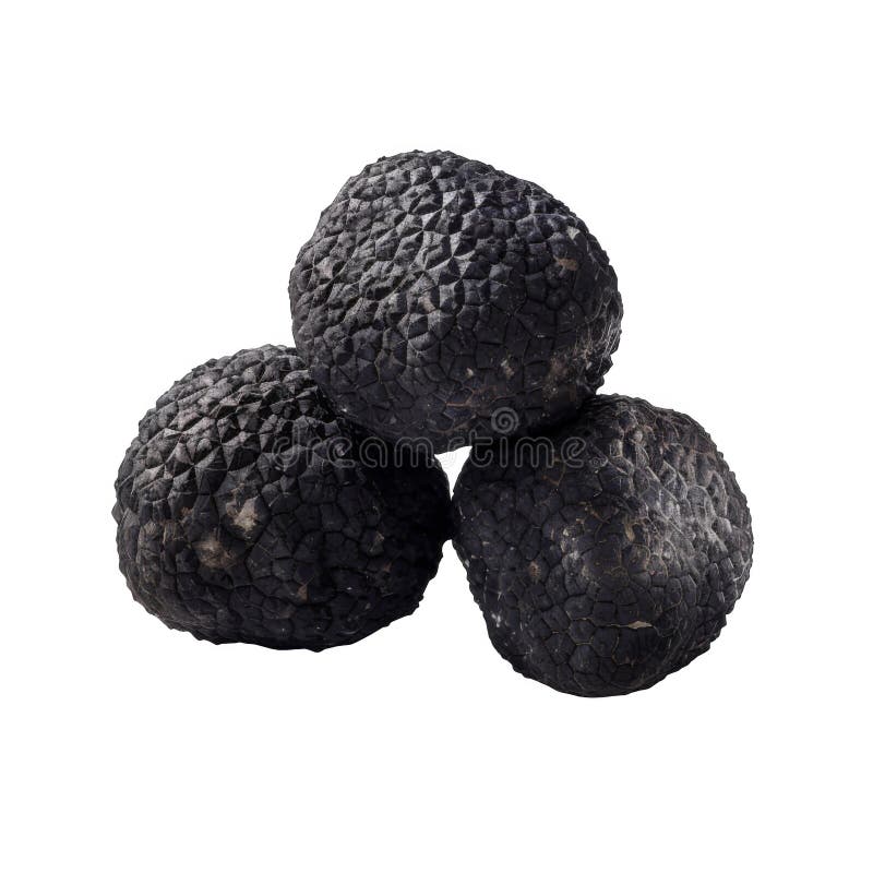 Three Black Truffles, Detailed Surface Texture Stock Illustration ...
