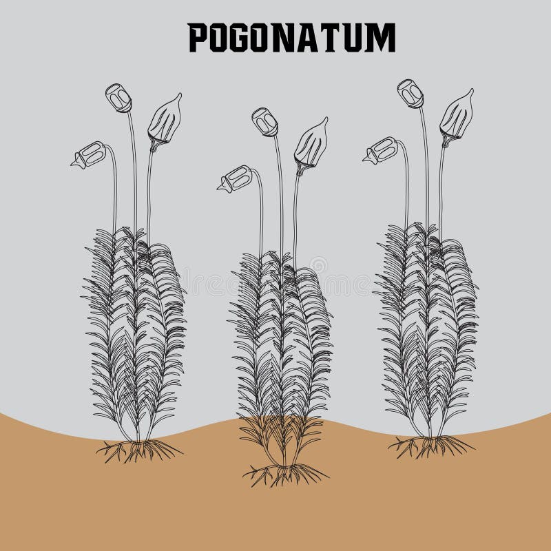 Three Black & White Moses Plants on the Brown Floor Stock Vector ...