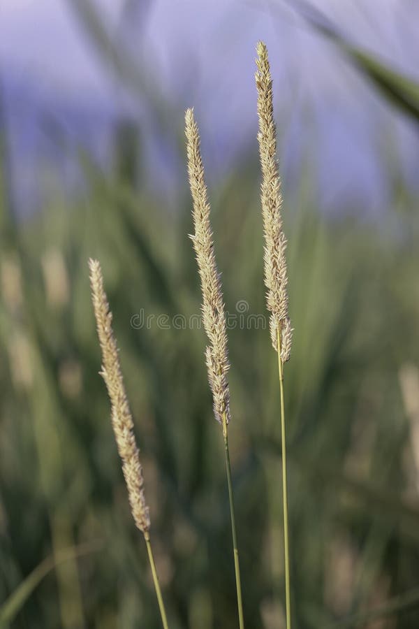 Mutet Colors Stock Photos - Free & Royalty-Free Stock Photos from ...