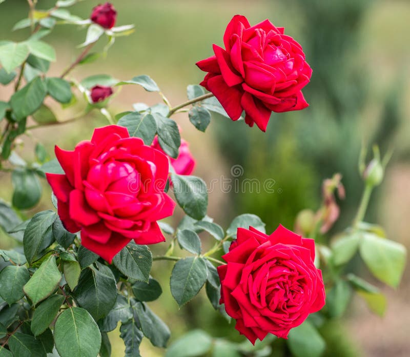Three Blooming Bright Red Roses. Stock Photo - Image of rose, nature ...