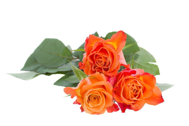 Three red roses stock image. Image of colour, border - 28854615