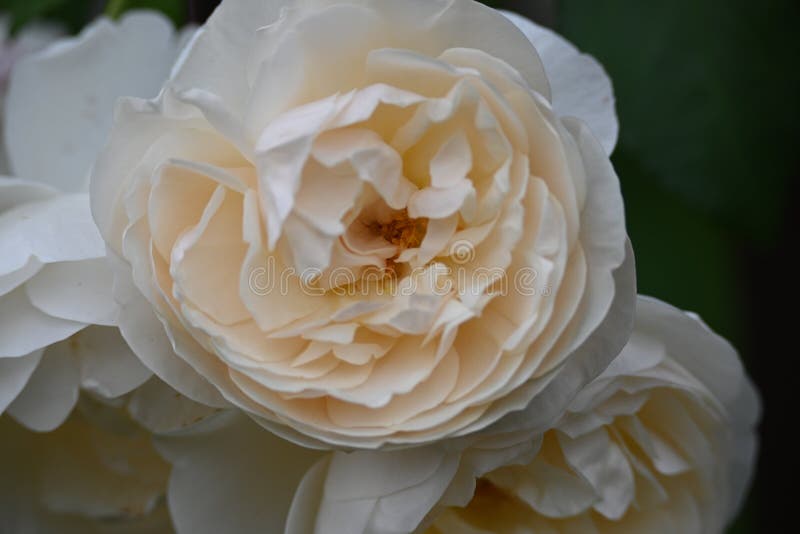 Three blooming wild roses stock photo. Image of love - 233402964