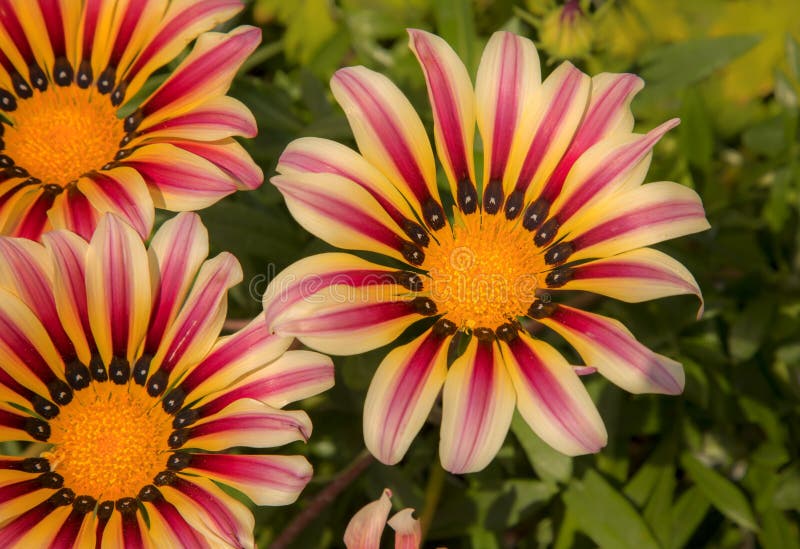 Gazania flowers from above stock image. Image of leaf - 139046937