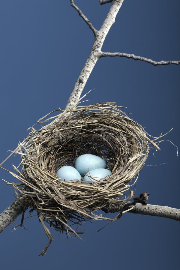 Three Blue Eggs in Nest stock image. Image of natural - 17426075 Three Blue Eggs in Nest stock image. Image of natural - 17426075