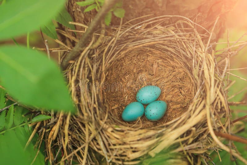 Three Blue Eggs in the Nest in Nature Closeup Stock Photo - Image of ...