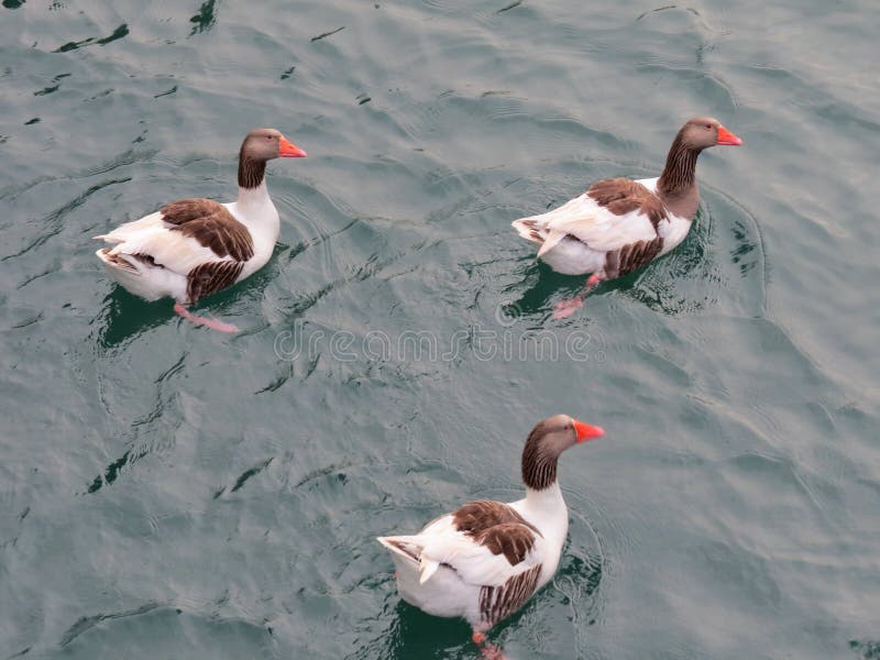 Three blue-eyed goose stock image. Image of blueeyed - 83696177