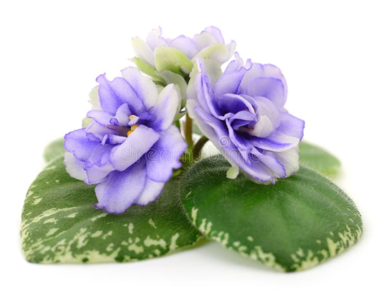 Three blue flowers stock image. Image of three, macro - 293464455