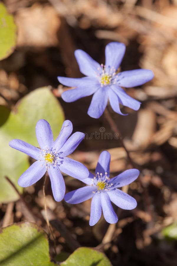 Three blue spring flowers stock image. Image of green - 91435261