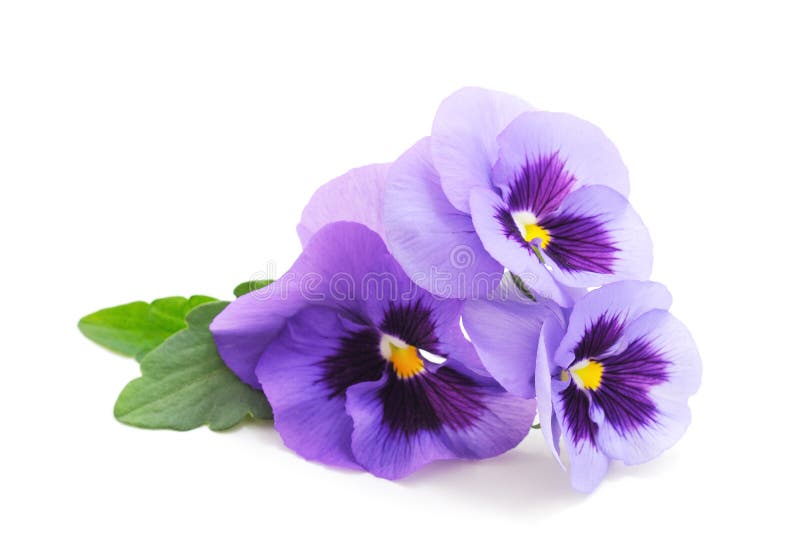 Three blue violets stock image. Image of blue, leafs - 169245015