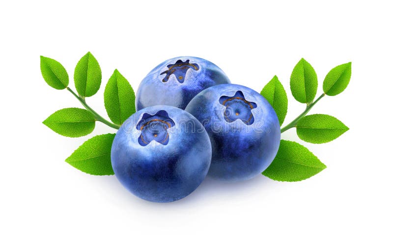 Three Blueberries with Branches and Leaves Stock Image - Image of close ...