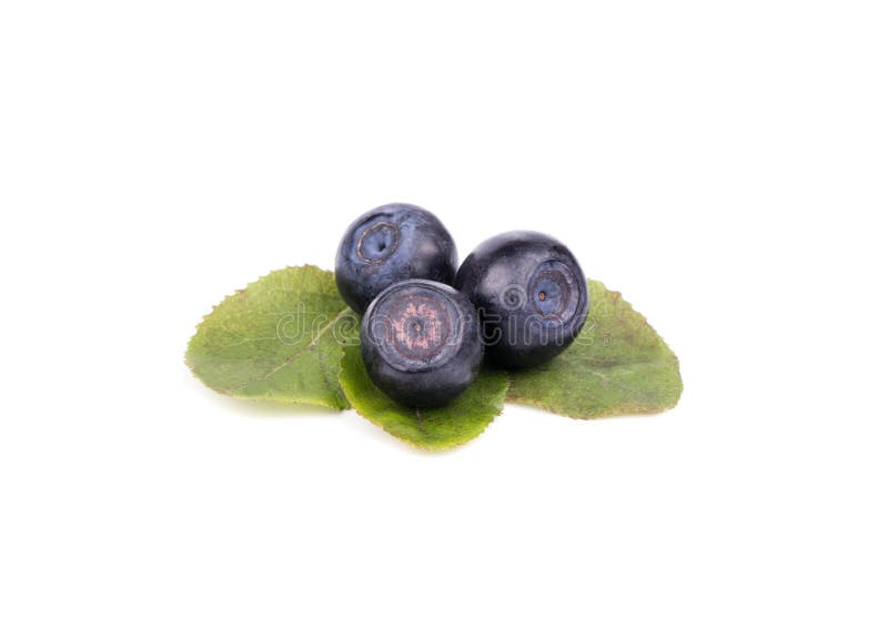 Three blueberries stock photo. Image of food, organic - 56266190