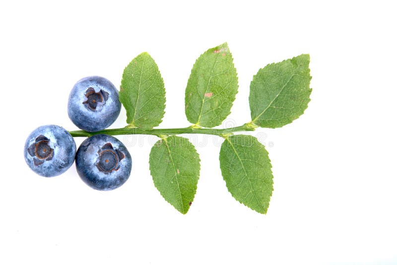 Three Blueberry and Leaves on White Background Stock Photo - Image of ...