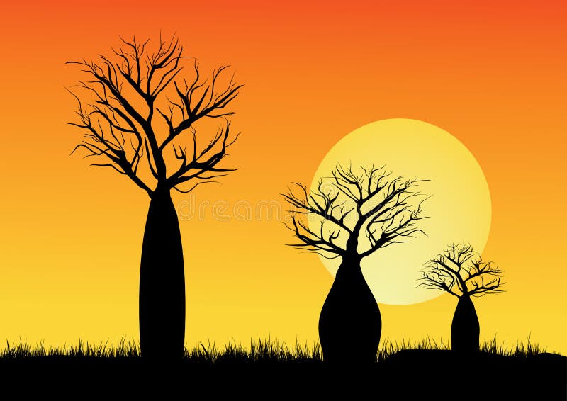 Australian Boab Trees in the Sunset with Rays and Kangaroos Stock ...
