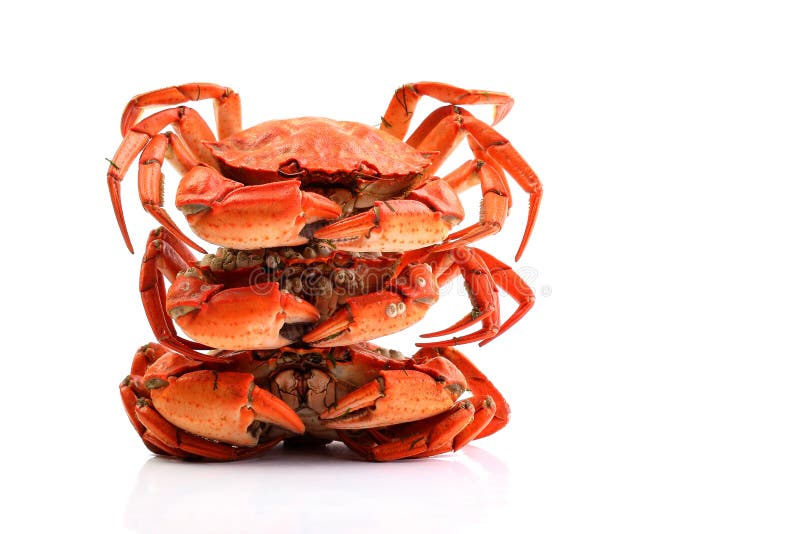Three boiled crabs stock image. Image of shellfish, closeup - 34389307
