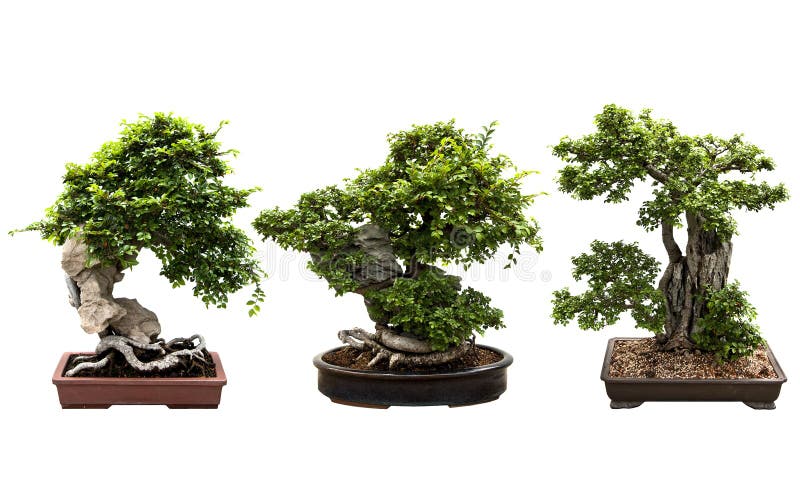 Bonsai stock image. Image of rockery, trees, exterior - 41771359