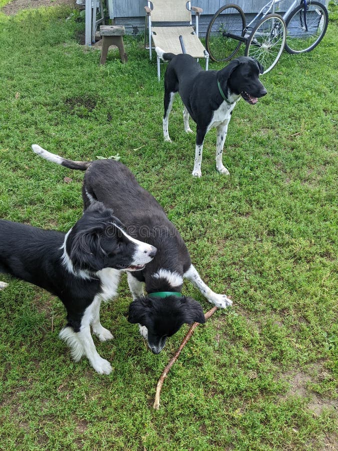 Three Border Collie Mutts Playing Together in the Yard Stock Photo ...