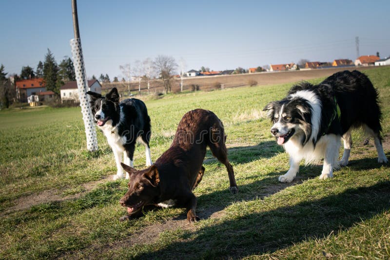 Three Border Collies are Waiting in Forest on the Road. Stock Photo ...
