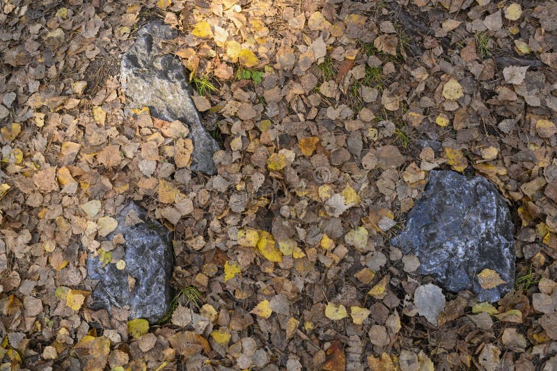 Three Boulders on the Forest Path Were almost Hidden Under a Thick ...