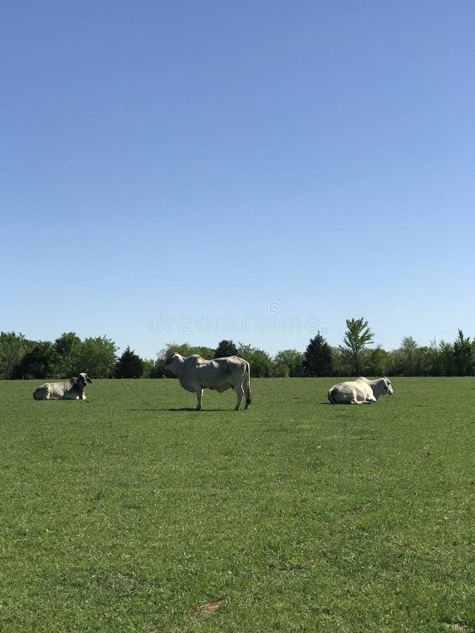 Three Brahma Cows stock image. Image of horn, agricultural - 113763075