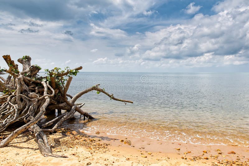 Three Branches on the Beach Stock Image - Image of blue, beach: 159778551