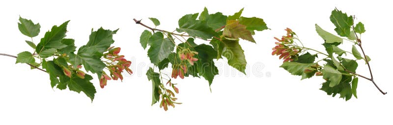 Three Branches of Canadian Maple Tree with Green Leaves and Red Seeds ...