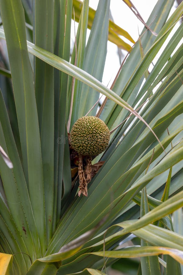Three Branches of a Dragon Tree Also Known As Dracaena Draco or Drago ...