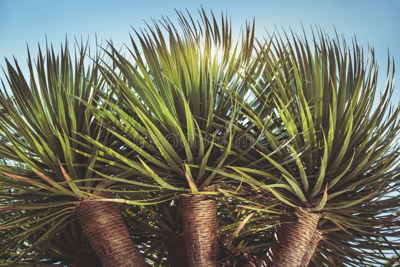 Three Branches of a Dragon Tree Stock Photo - Image of leaf, life ...