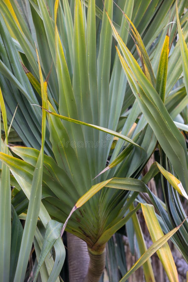 Three Branches of a Dragon Tree Stock Image - Image of bark, light ...