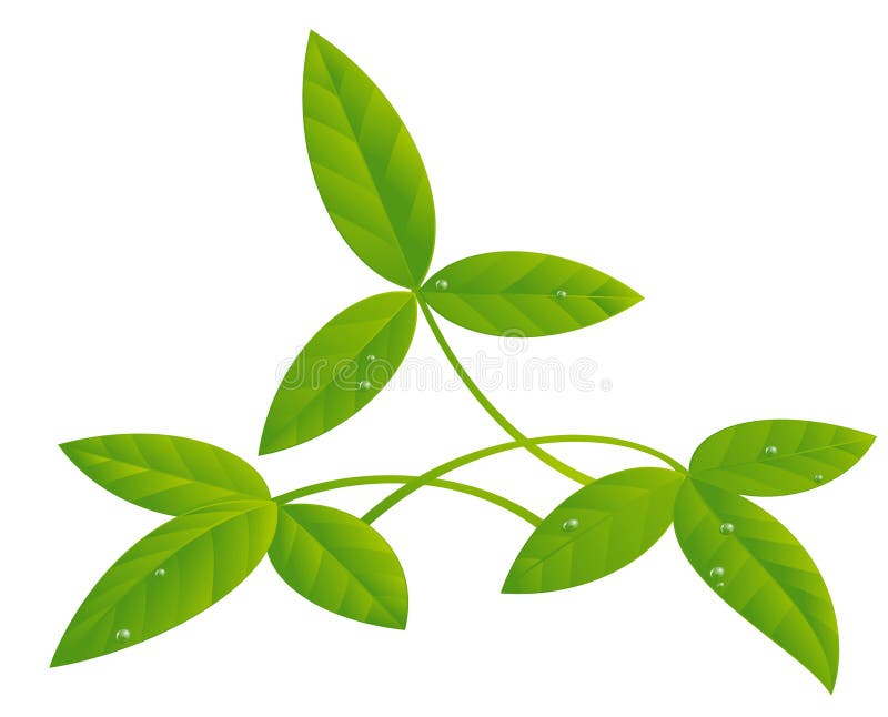 Three Branches are with Leaves Stock Vector - Illustration of spring ...