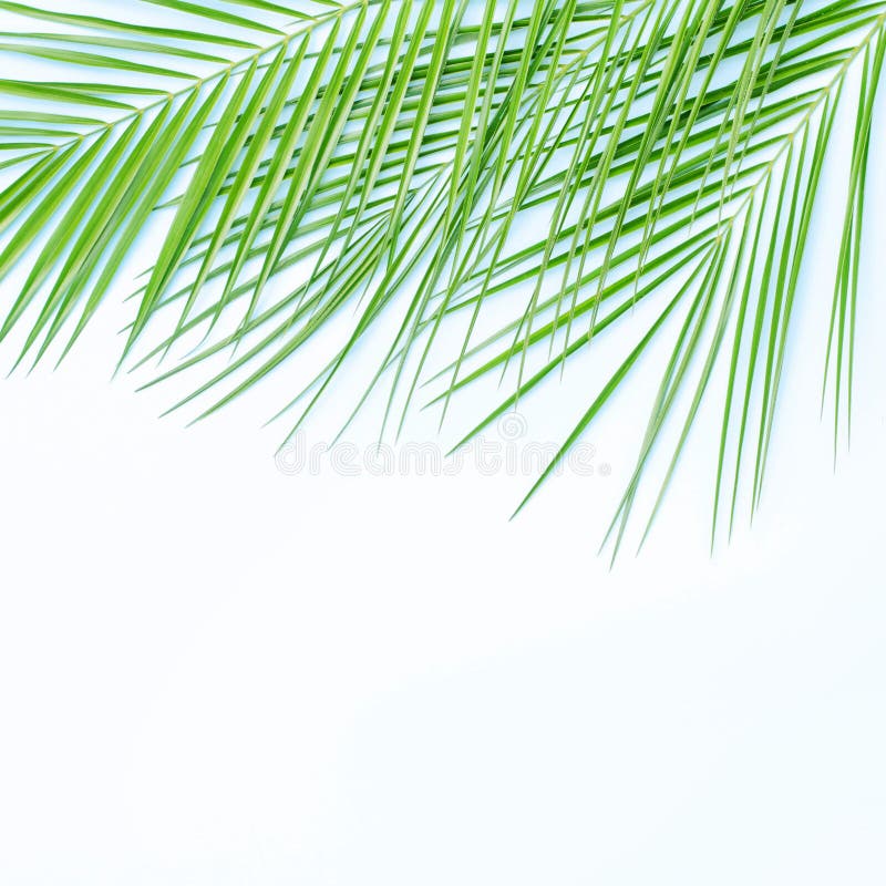 Three Branches of Palm Trees on a White Background Stock Photo - Image ...