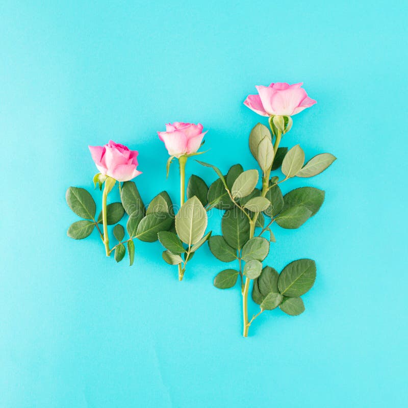 Three Branches of Pink Roses on Light Blue Background. Floral Concept ...