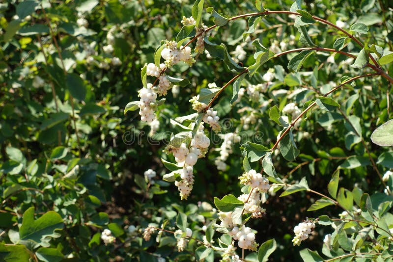 Symphoricarpos albus stock photo. Image of common, fresh - 86094652