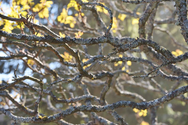 Three Branches of Trees without Leaves Stock Image - Image of grow ...