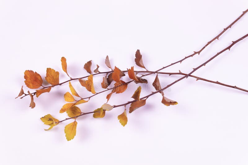 Three Branches with Yellowed Leaves Lie Side by Side Stock Image ...