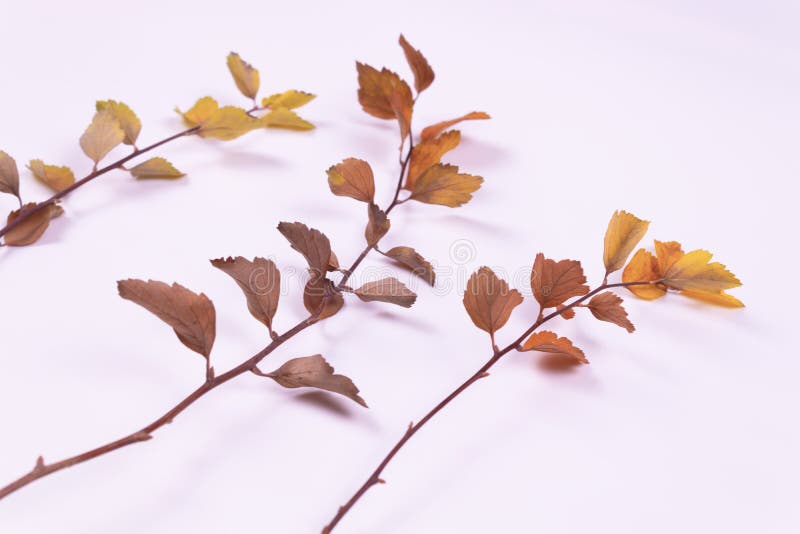 Three Branches with Yellowed Leaves are Spread Out from Left To Right ...