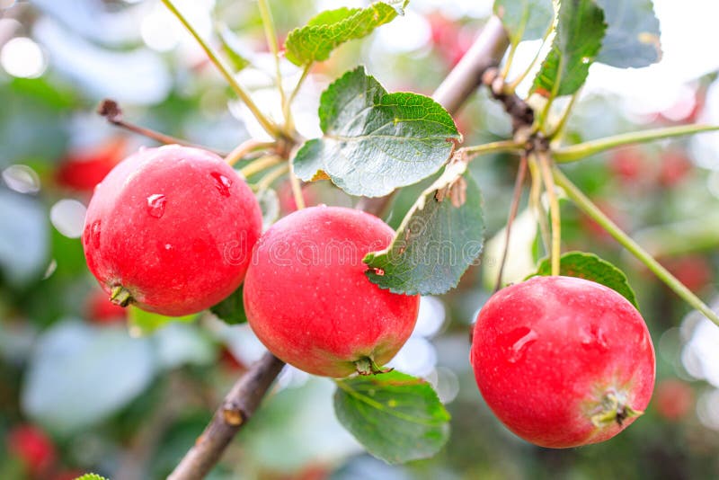 Three Bright Apples on a Tree Branch Stock Image - Image of bright ...