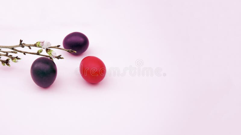 Three Bright Colored Easter Eggs, Cherry Branch Stock Image - Image of ...