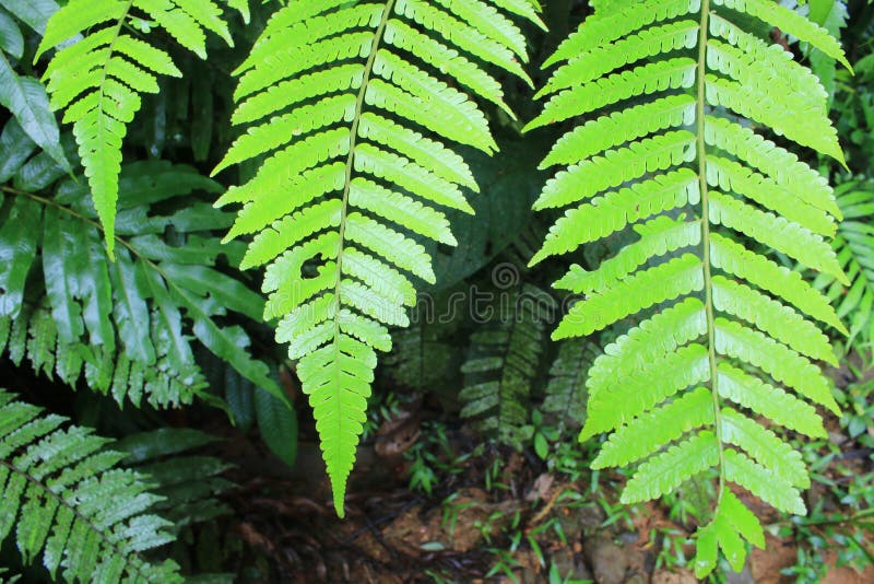 Three Bright Green Ferns Next To Eachother on a Row Stock Image - Image ...