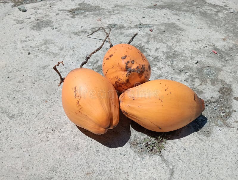Three Bright Orange Ripe Coconuts. Stock Image - Image of three ...