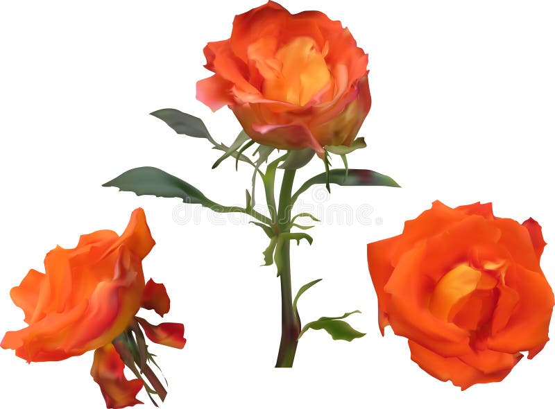 Three Bright Orange Rose Blooms Stock Vector - Illustration of orange ...